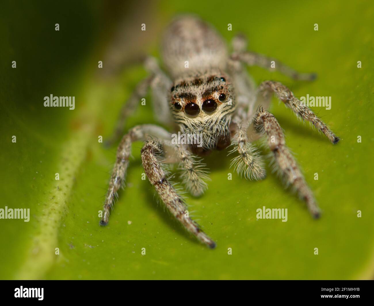 Cyclops jumping spider hi-res stock photography and images - Alamy