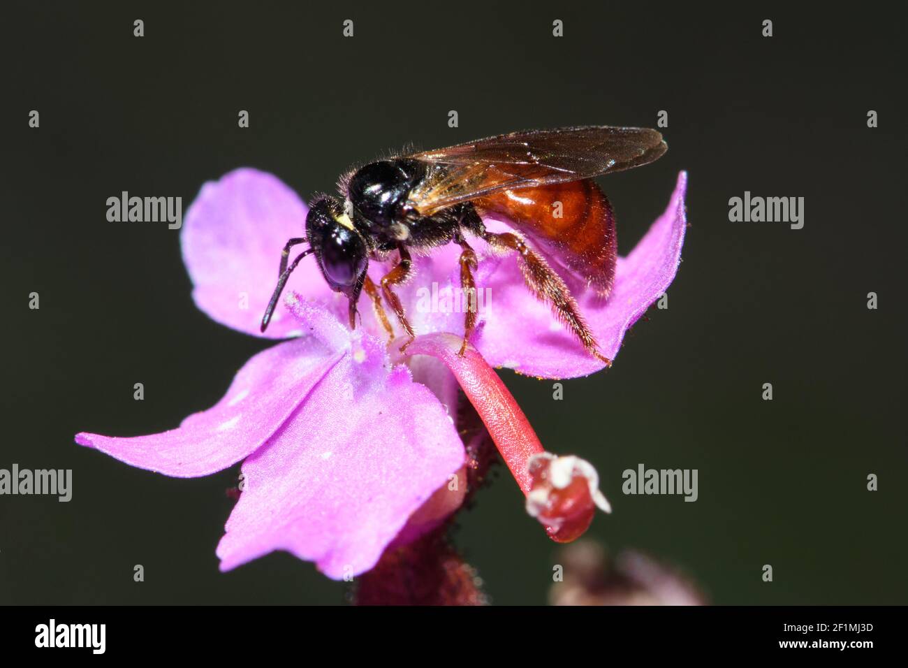 Trigger flower hi-res stock photography and images - Alamy