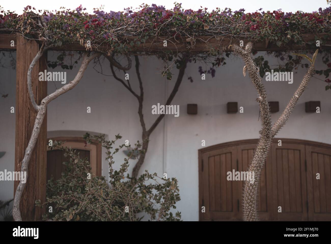 Cactus in egypt hi-res stock photography and images - Alamy