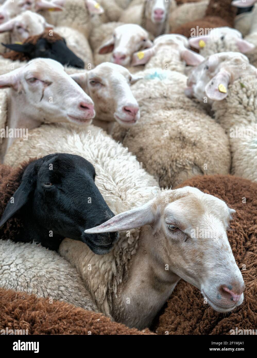 Many sheep crowded together in a corral before being sheared Stock ...