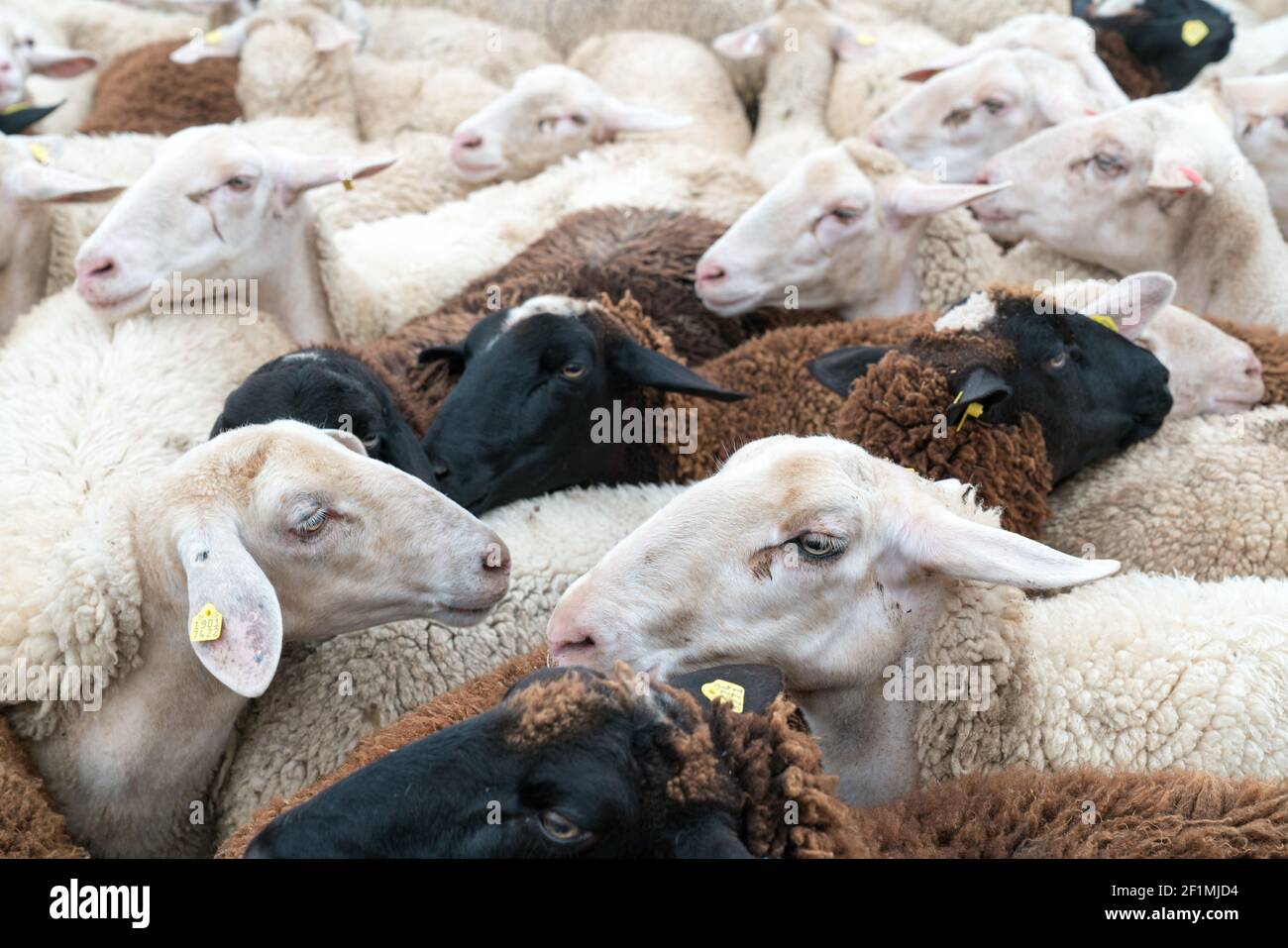 Many sheep crowded together in a corral before being sheared Stock ...