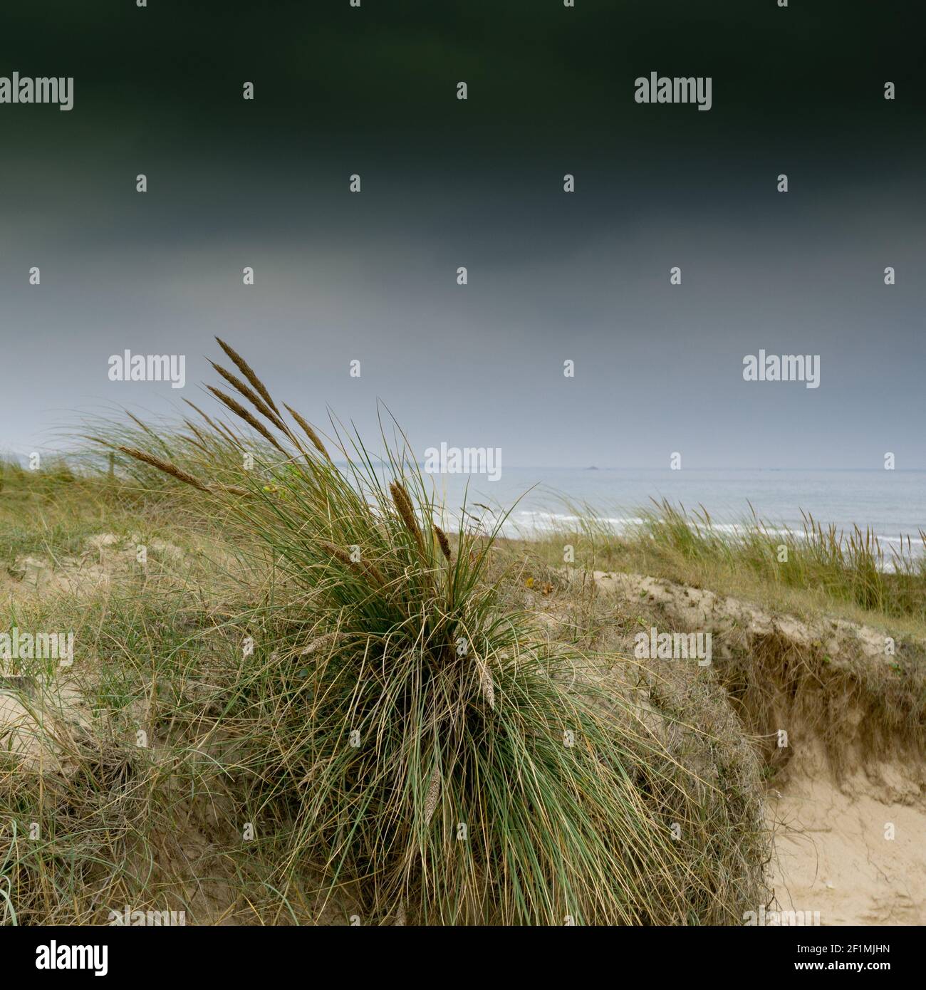 Sand dunes and grasses with the ocean behind Stock Photo - Alamy