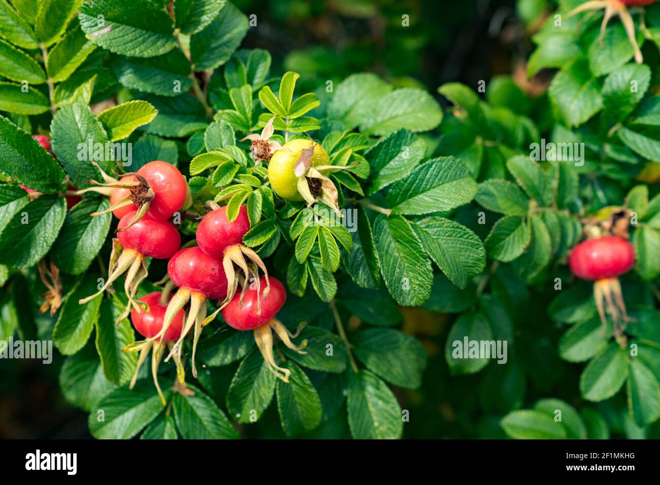 Rose plant with large ripe rose hip fruits Stock Photo - Alamy