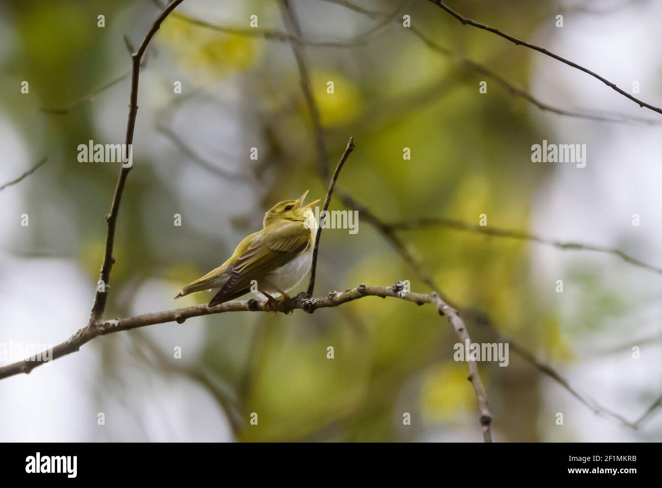 Singing on branch hi-res stock photography and images - Alamy