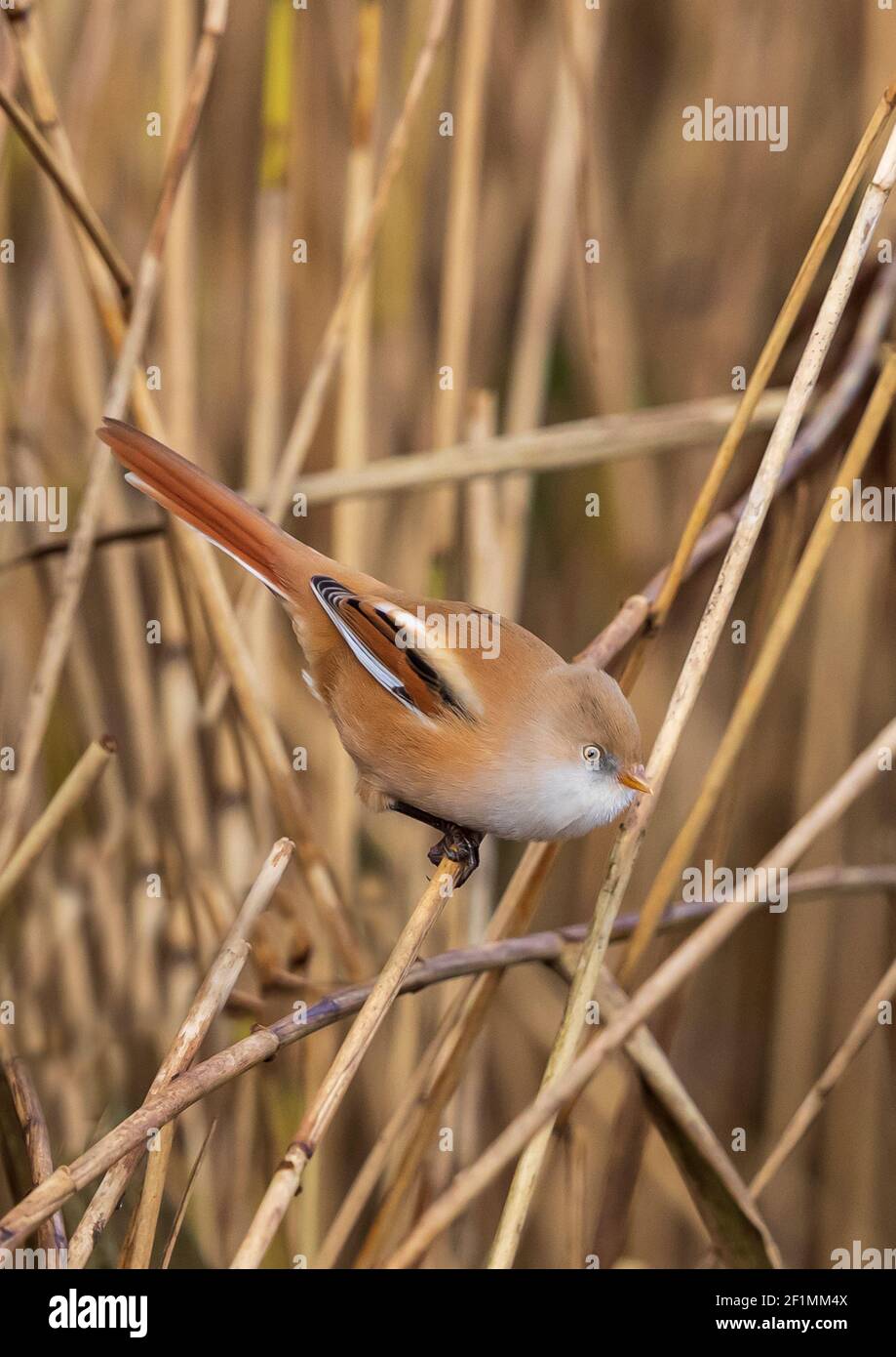 Bearded Tit (Panurus Biamicus) Bearded Reedling Female Stock Photo - Alamy