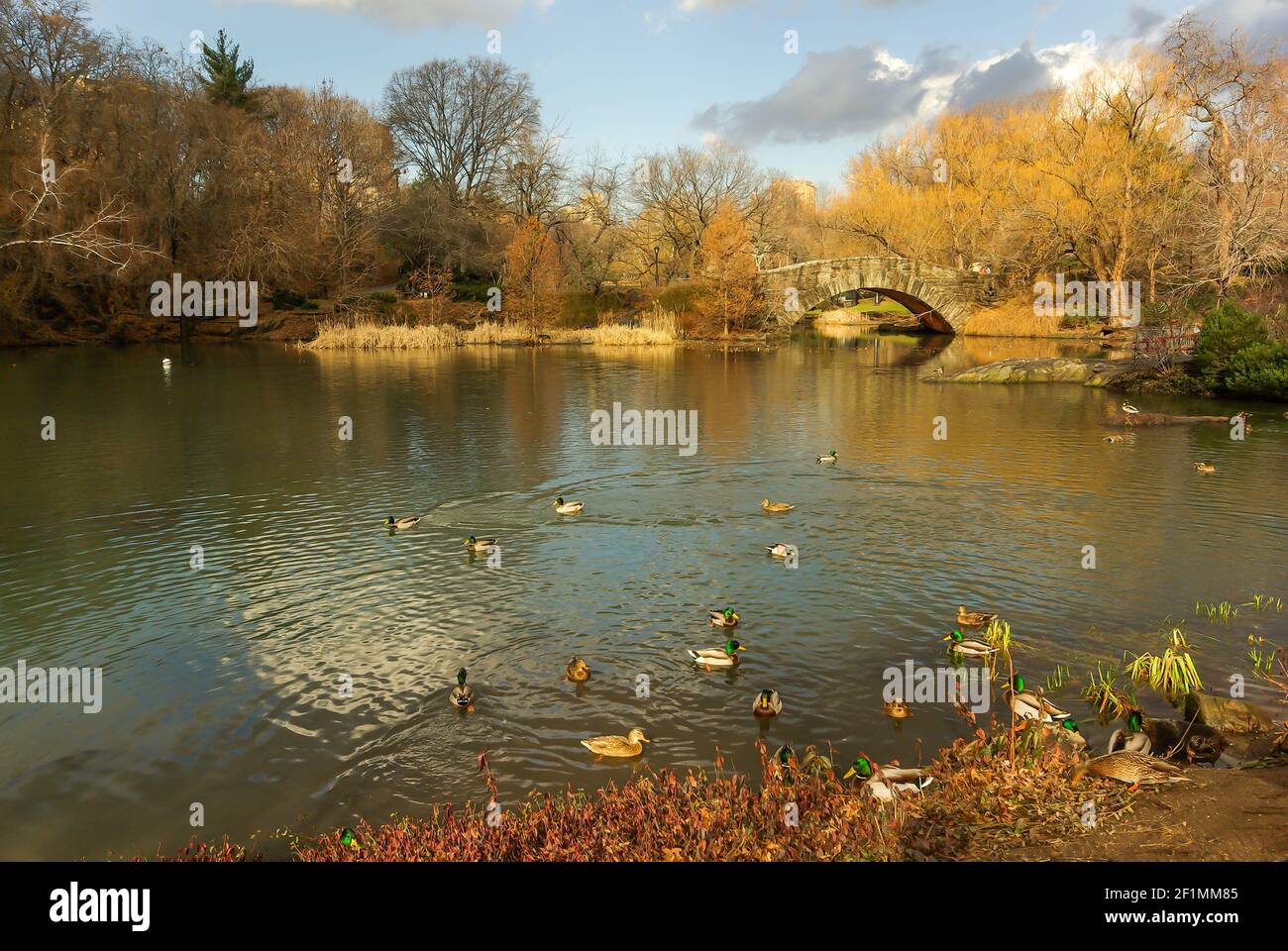 Pond new york hi-res stock photography and images - Alamy