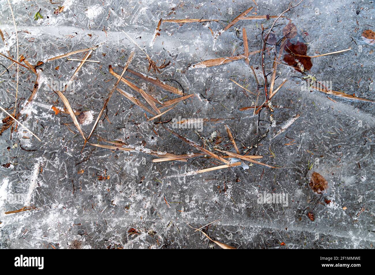 Natural winter and spring background. Ice background with frozen twigs ...