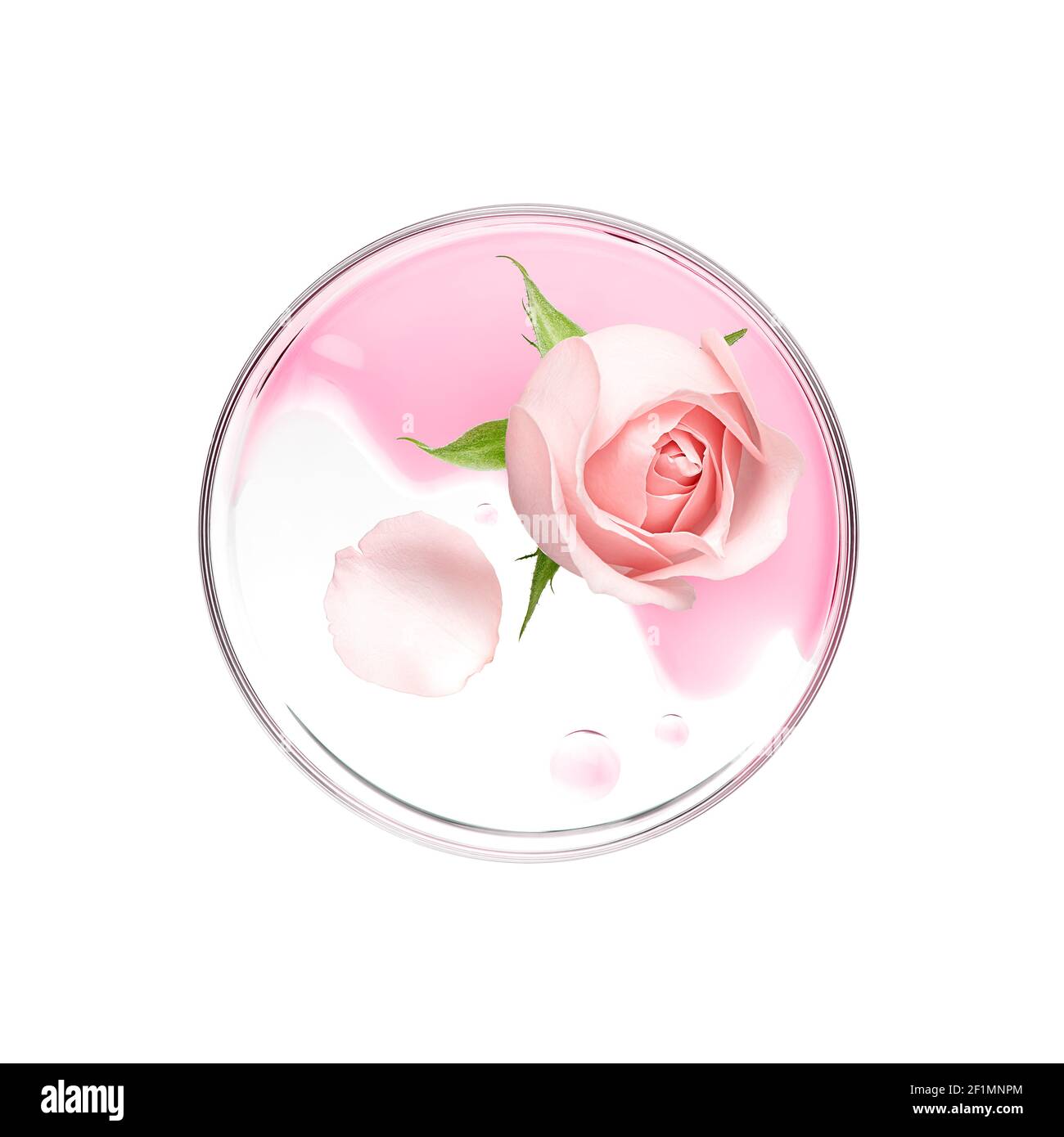 Pink rose with essence on petri dish over white background Stock Photo ...
