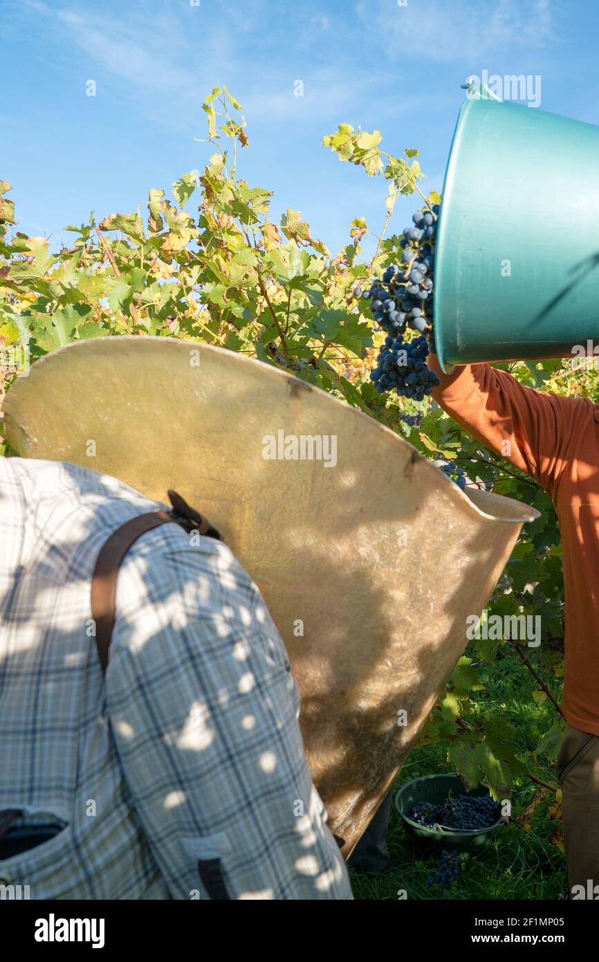 Wine farmers collecting their Cabernet Sauvignon grapes as they harvest ...