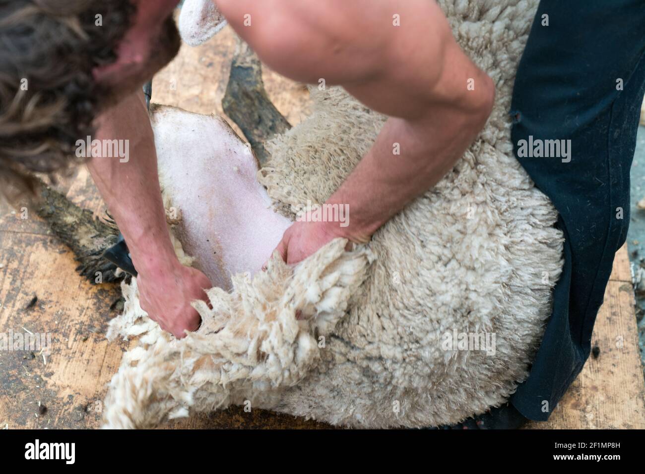 Sheep shear shave wool hi-res stock photography and images - Alamy