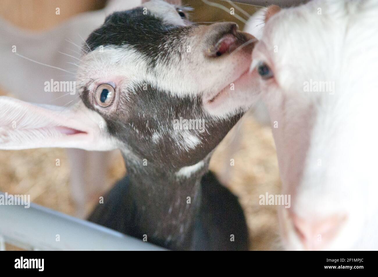 Yearling lamb hi-res stock photography and images - Alamy