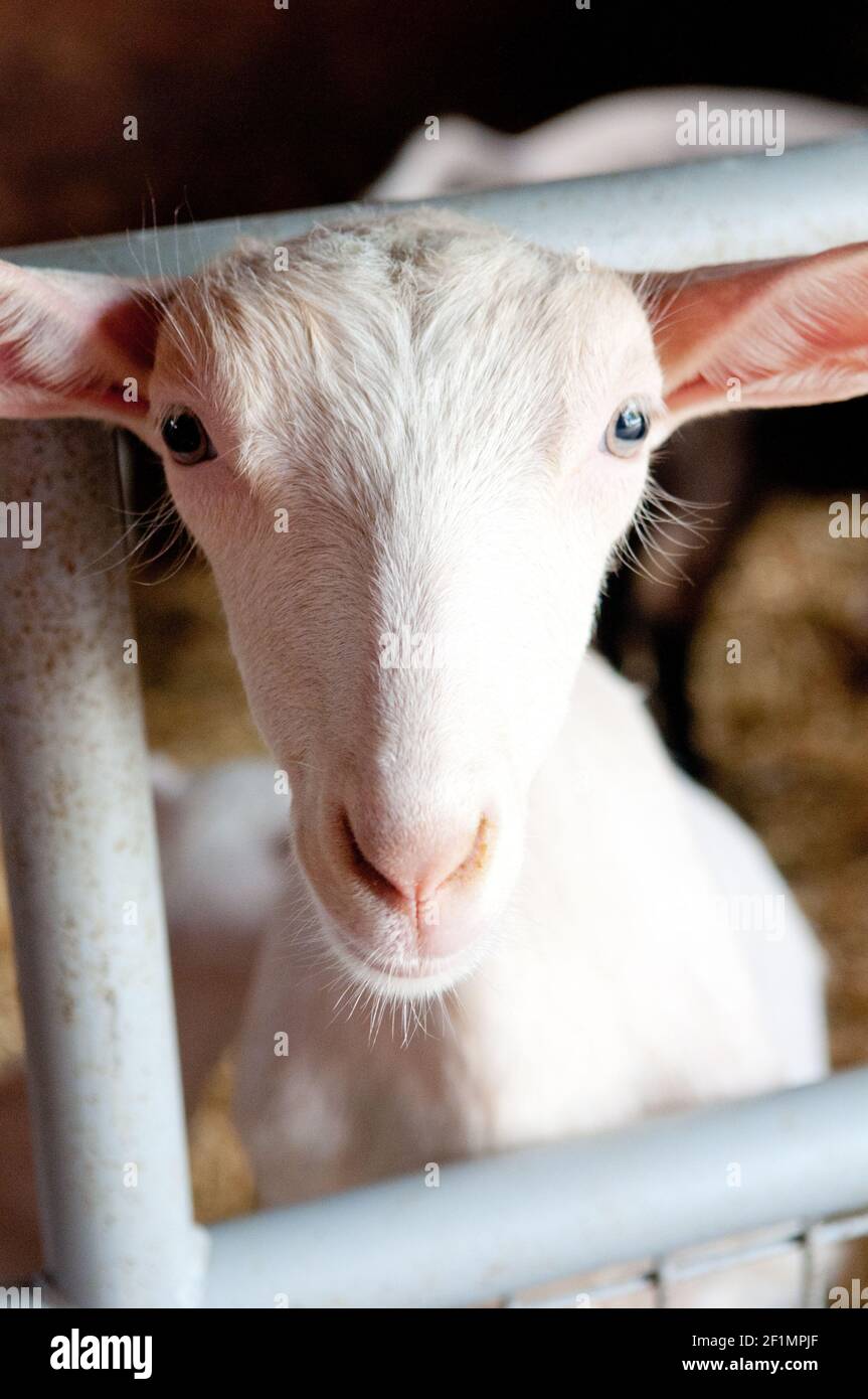 Yearling lamb hi-res stock photography and images - Alamy