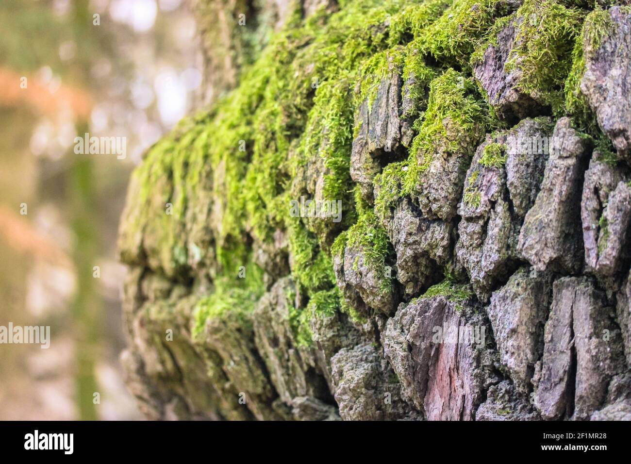 A green moss on old tree trunk close-up at warm sunny day. A texture of ...