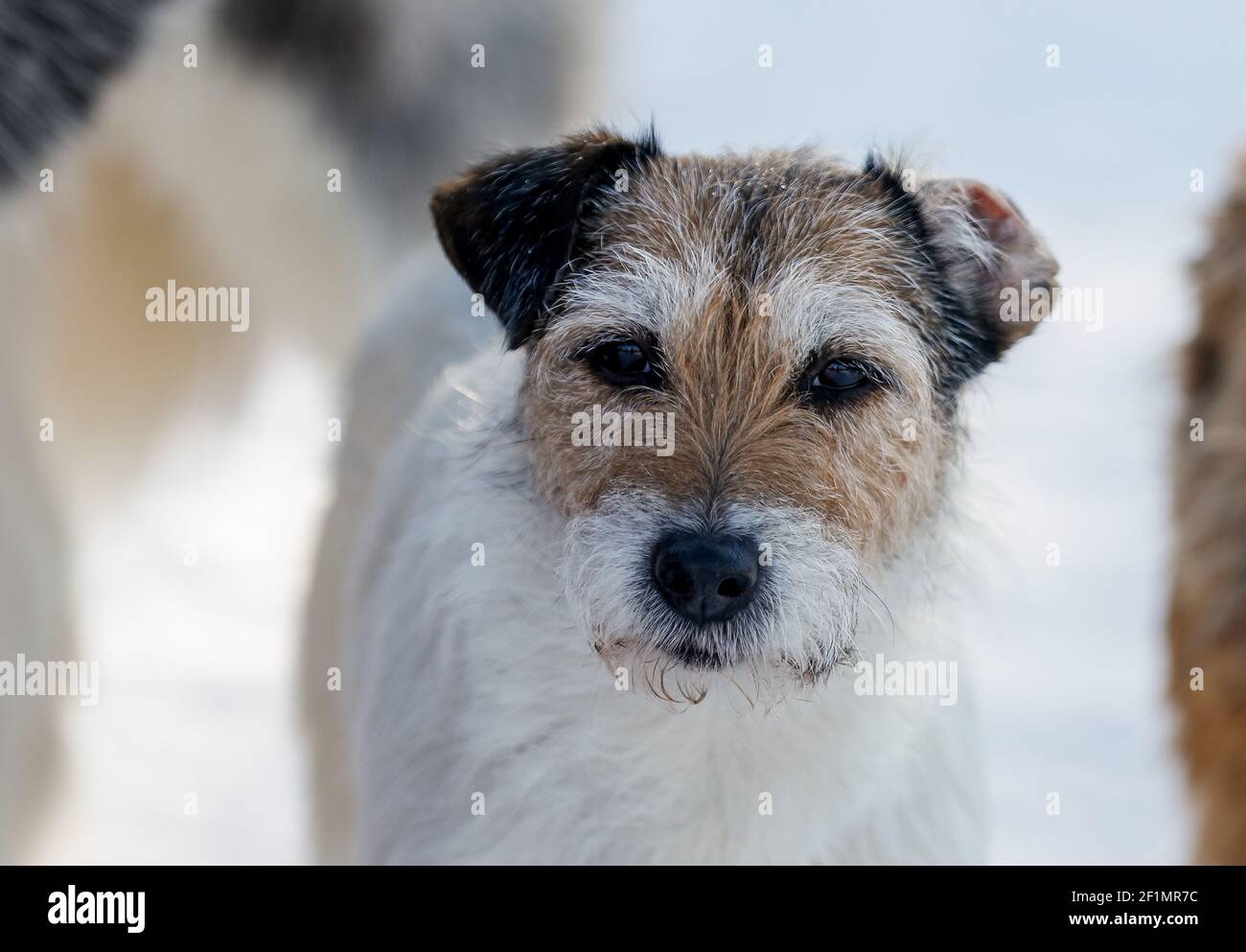 Jack Russell Terrier Lab Mix Personality