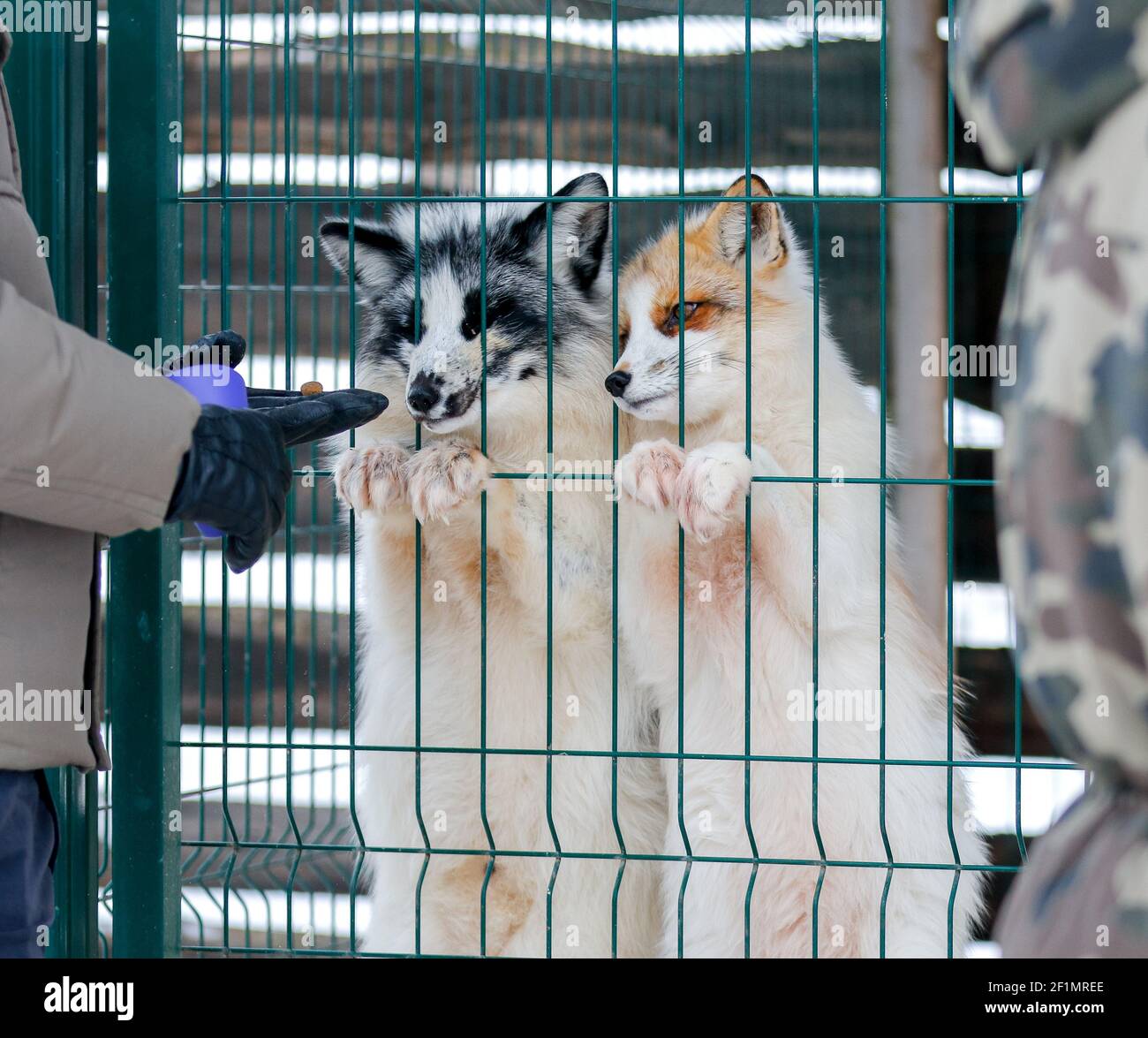 Red fox image and photo hi-res stock photography and images - Alamy