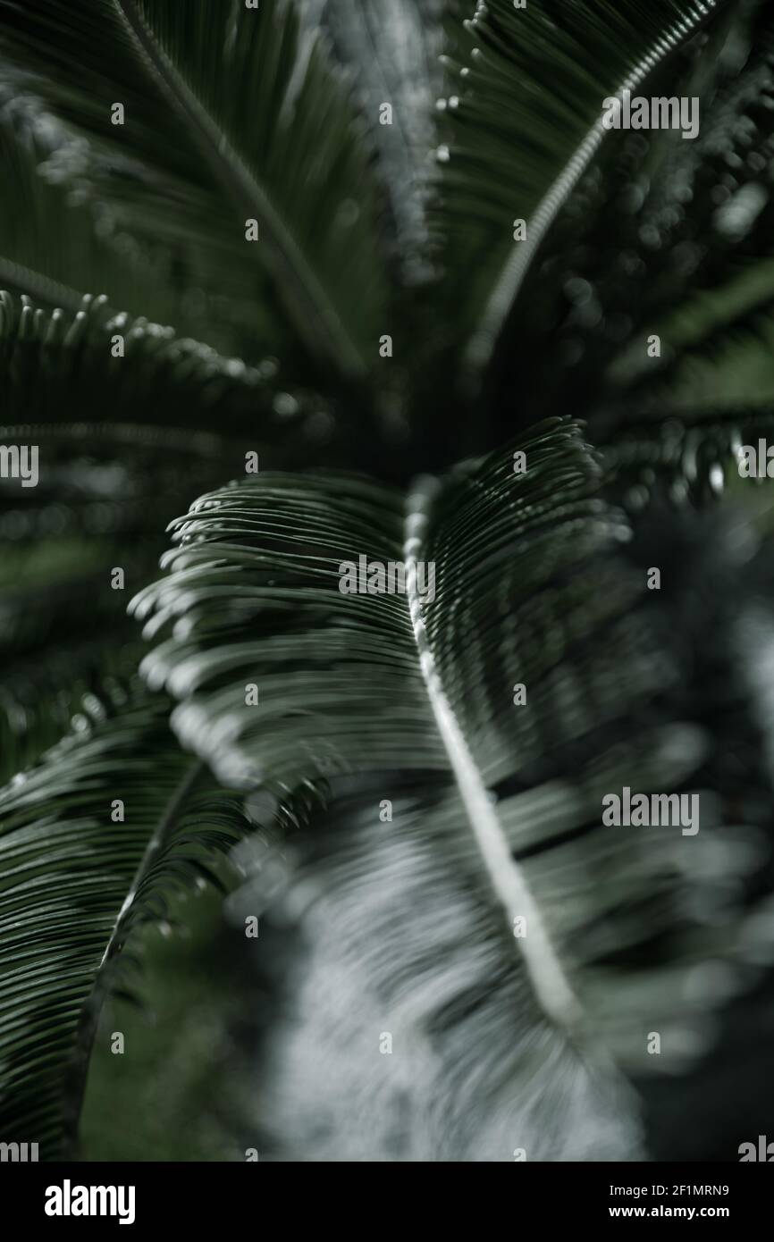 Tropical branches of palm trees with textured leaves. Vegetation ...