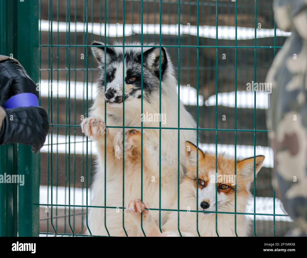 Red fox portrait hi-res stock photography and images - Alamy
