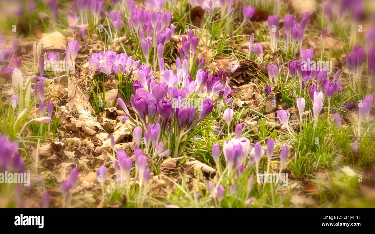 Romantic Crocus flowering in early spring in Greater London, England ...