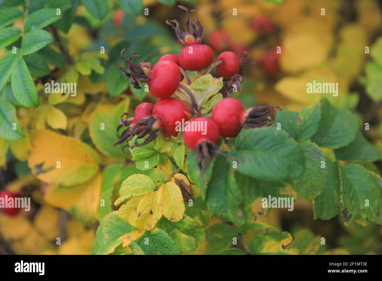 Rosehip Shrub With Red Fruit Stock Photo - Alamy