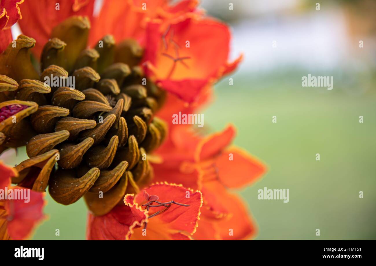 Red flowers texture hi-res stock photography and images - Alamy