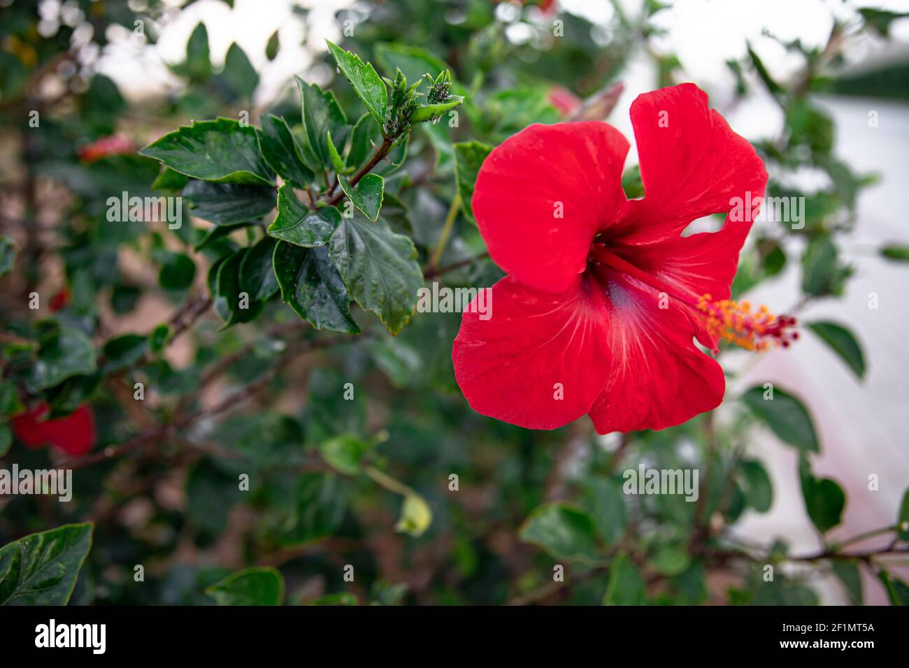 A bushy red flower with a protruding center. Exotic plants of Egypt ...