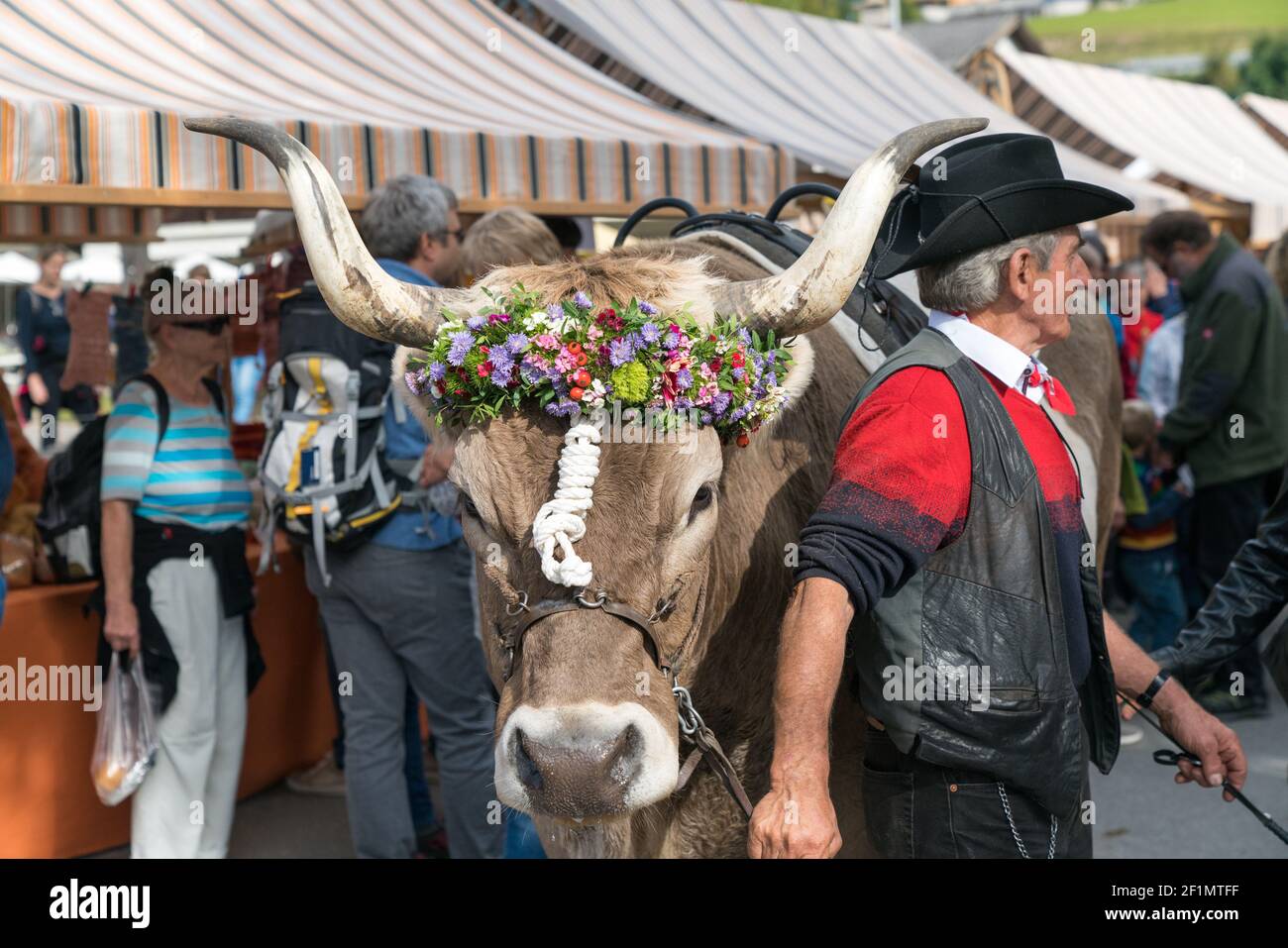 Decorated cow festival hi-res stock photography and images - Alamy
