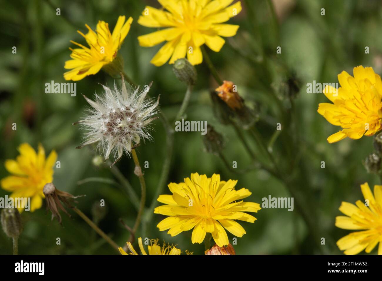 Cats ear weeds growing in the lawn in a garden, UK Stock Photo - Alamy