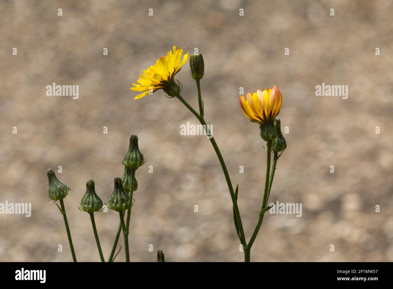 Cats ear weeds growing in the lawn in a garden, UK Stock Photo - Alamy