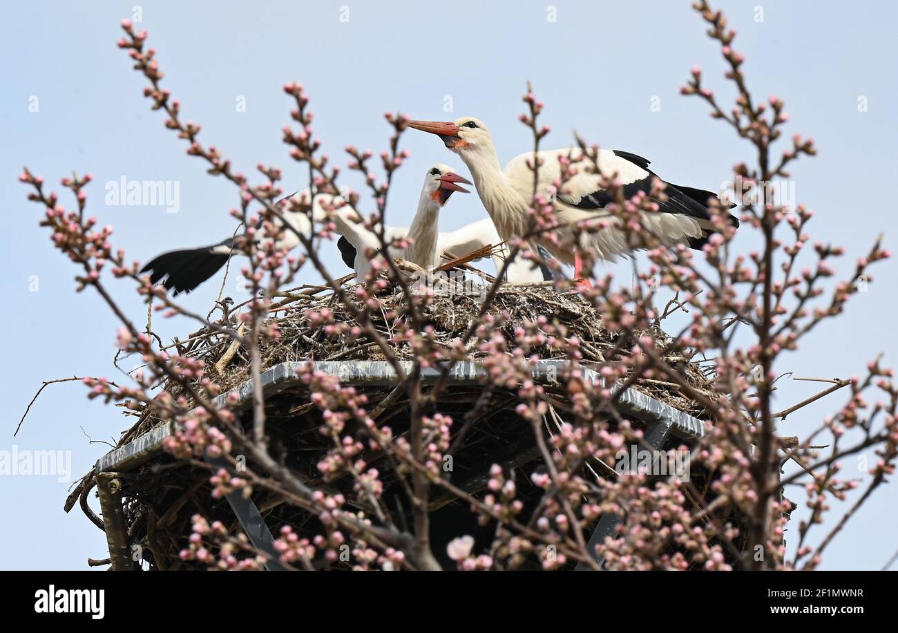 Bensheim, Germany. 09th Mar, 2021. A pair of storks are in their nest ...