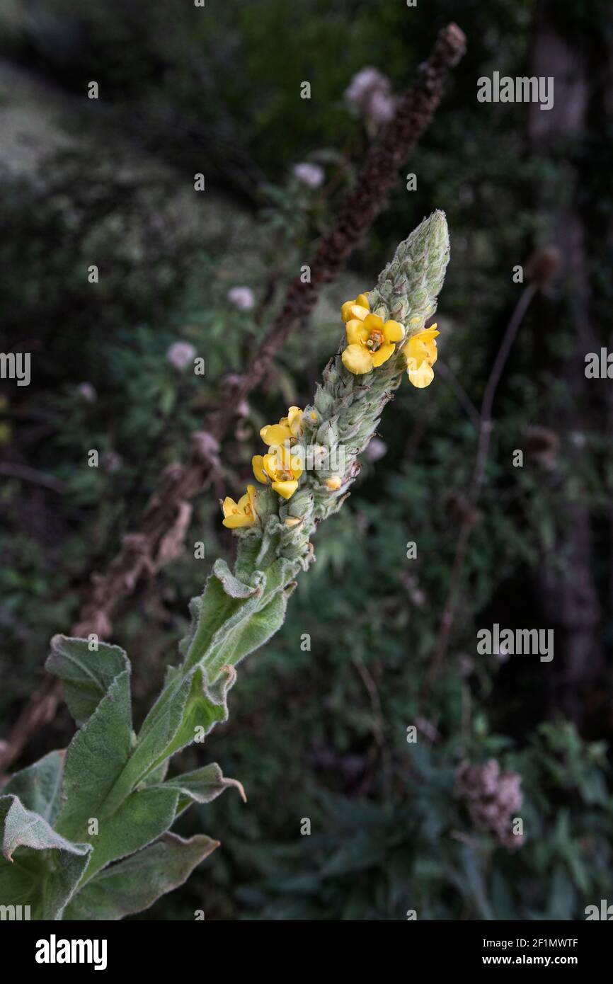 Verbascum Thapsus (Common mullein) flowers growing near Swanbourne lake ...