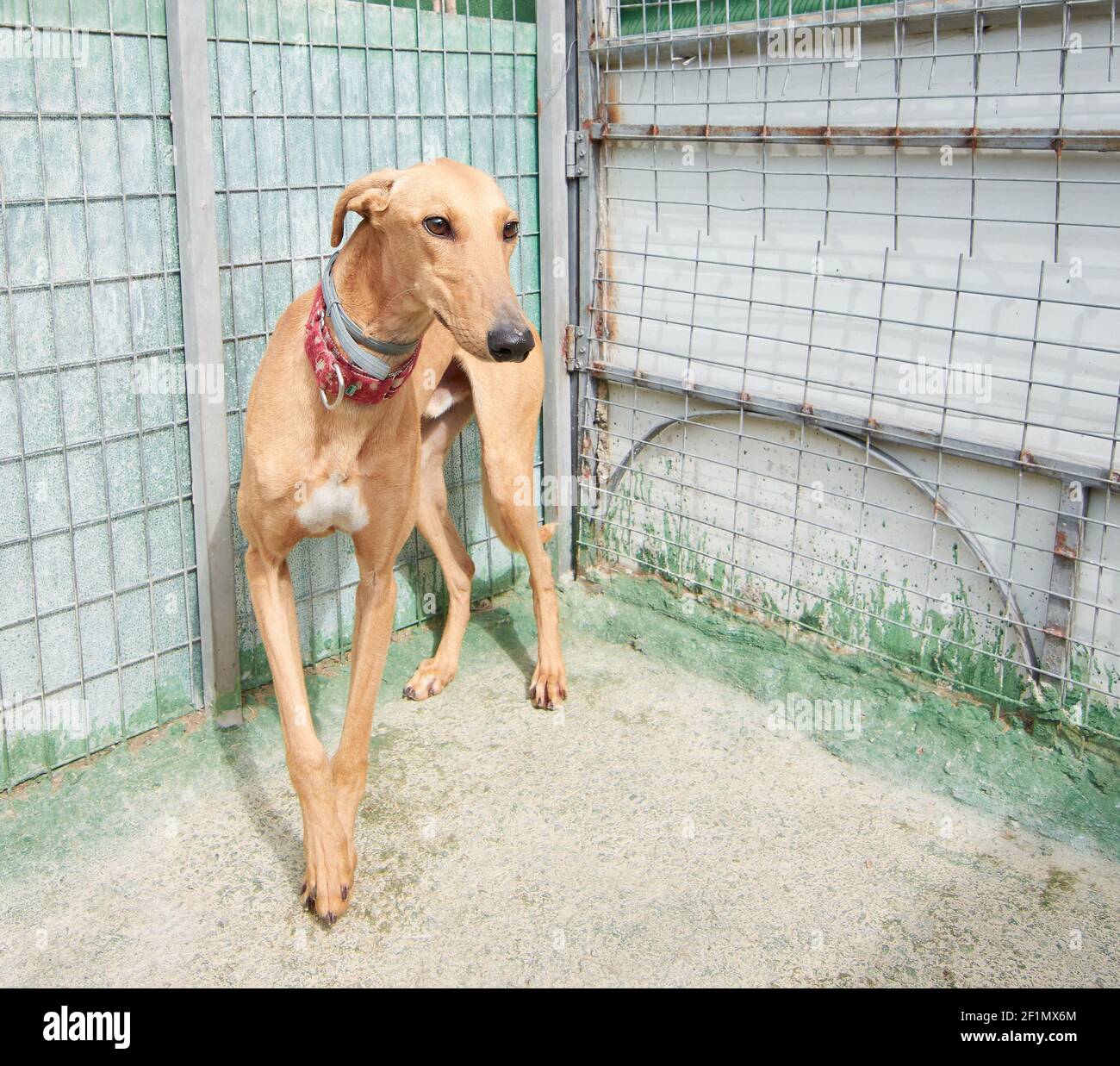 A brown greyhound in an abandoned area Stock Photo - Alamy
