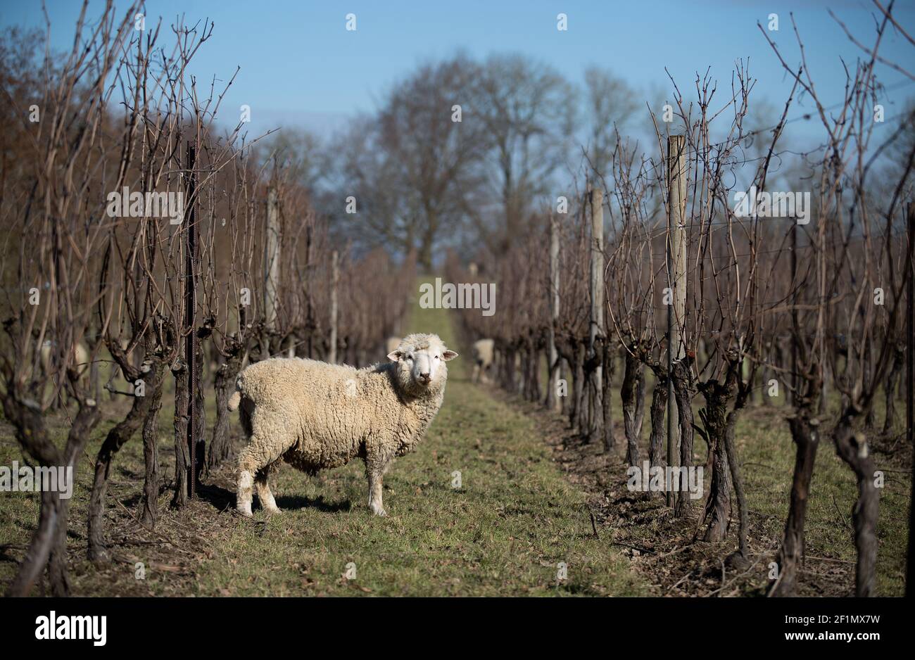 Romney sheep graze the grass around the dormant vines at the Nyetimber ...