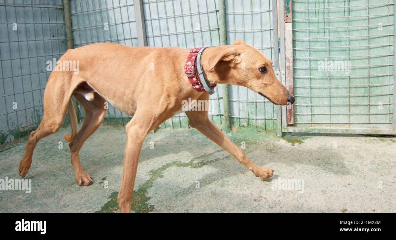 Brown greyhound hi-res stock photography and images - Alamy