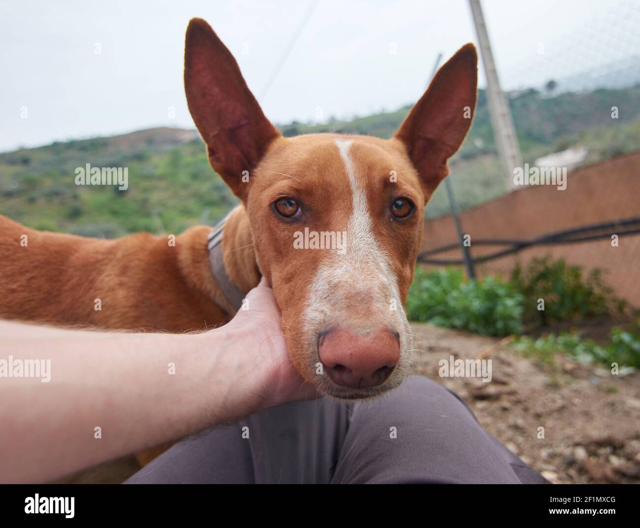 Podenco puppy hi-res stock photography and images - Alamy