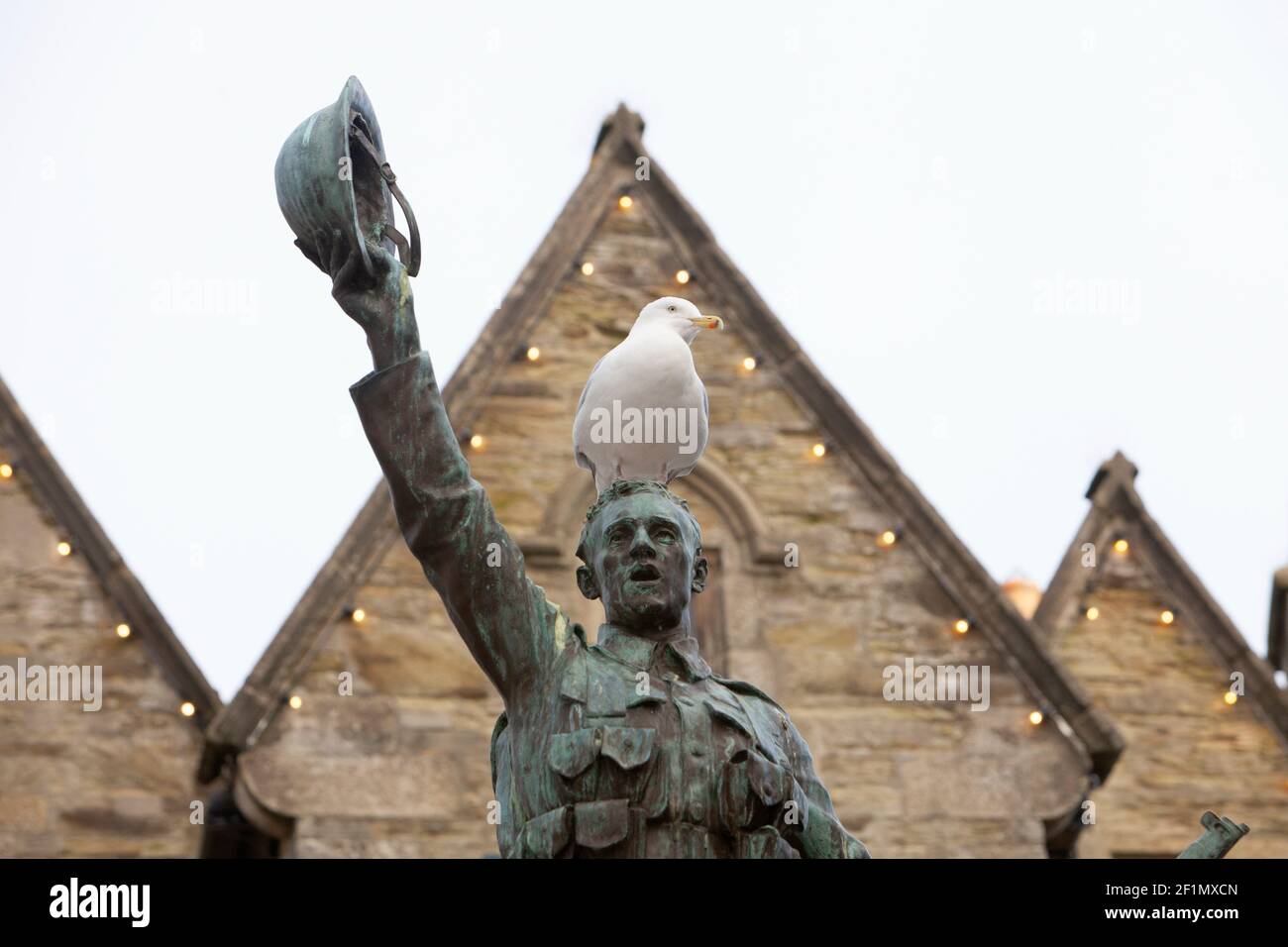 A seagull perches on the head of the statue of a soldier, war memorial ...