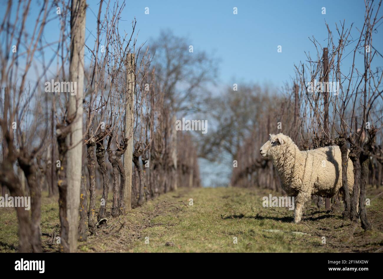 Romney sheep graze the grass around the dormant vines at the Nyetimber ...