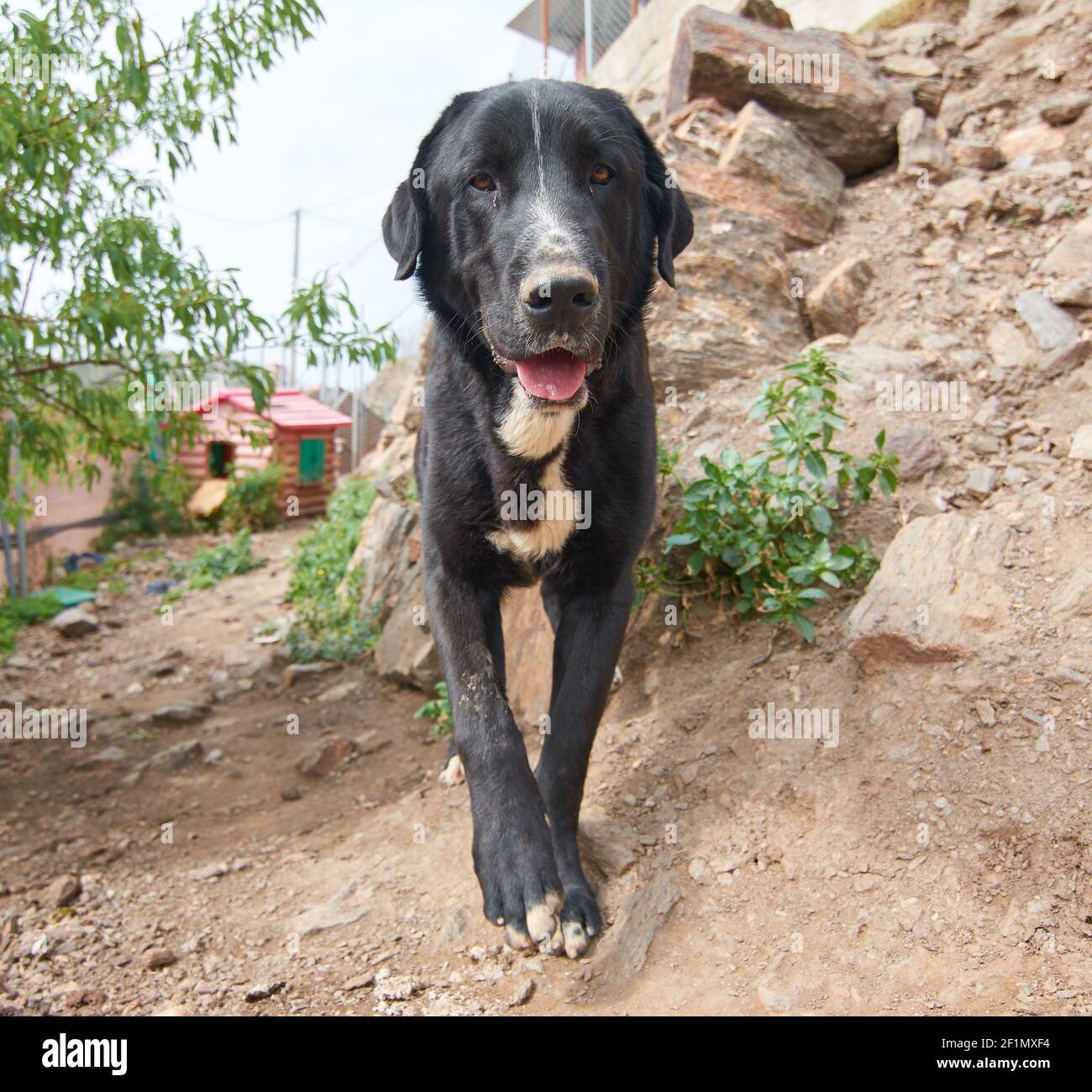 A black labrador retriever outdoors Stock Photo - Alamy