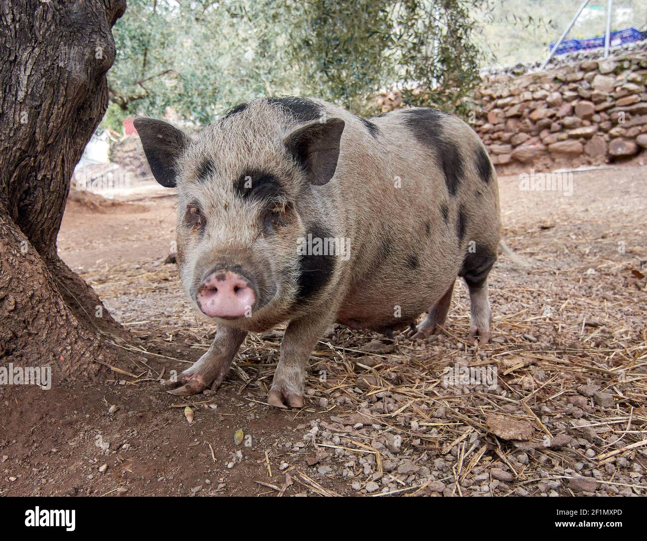 A spotted pig in a farmland Stock Photo - Alamy