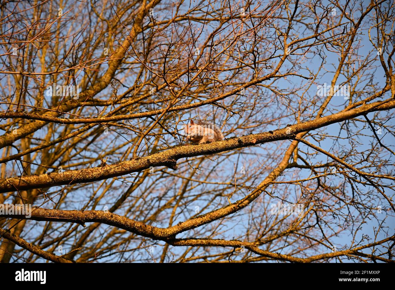 Grey squirrel mammal hi-res stock photography and images - Alamy