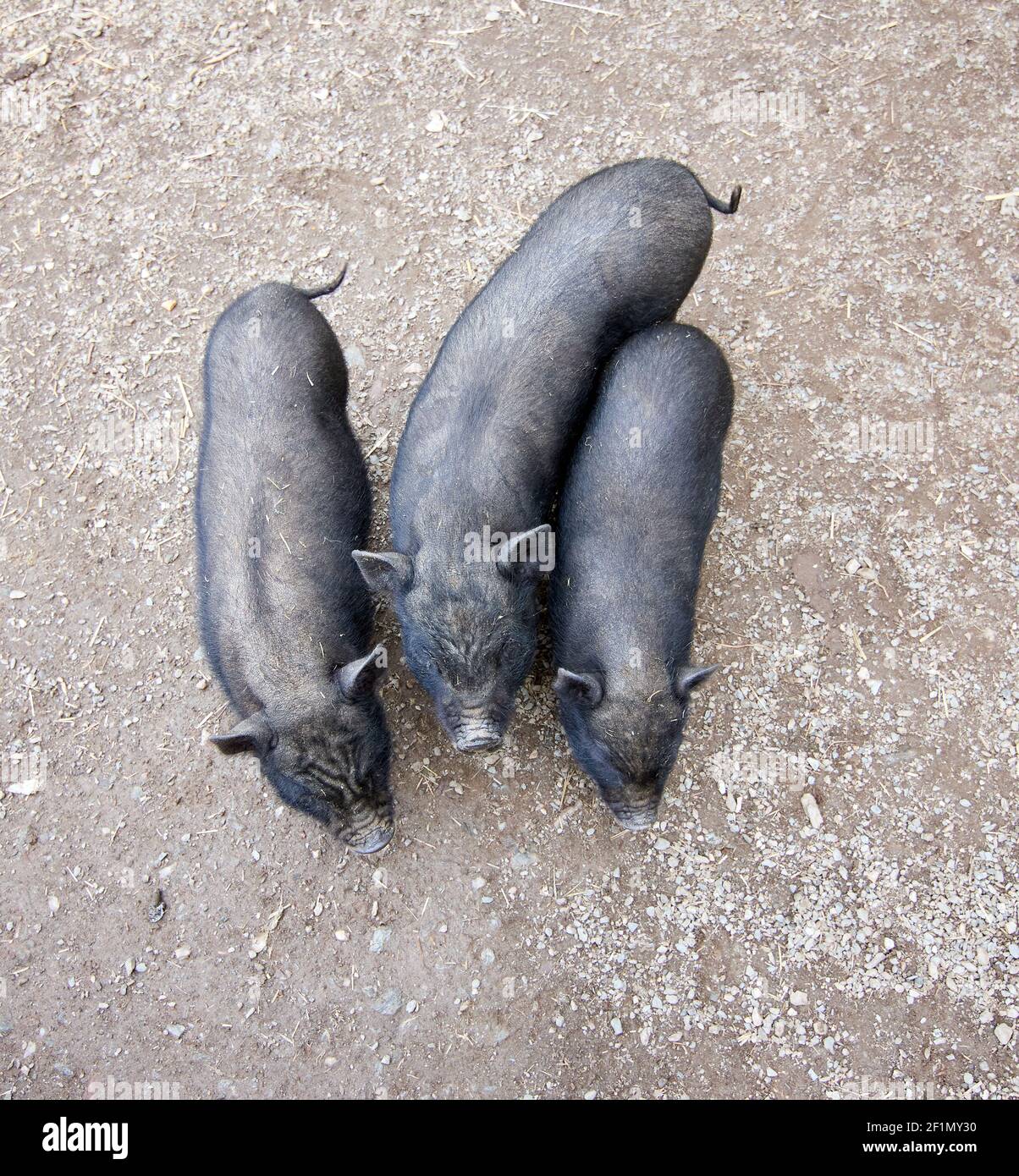 A top view of three pigs in a farmland Stock Photo - Alamy