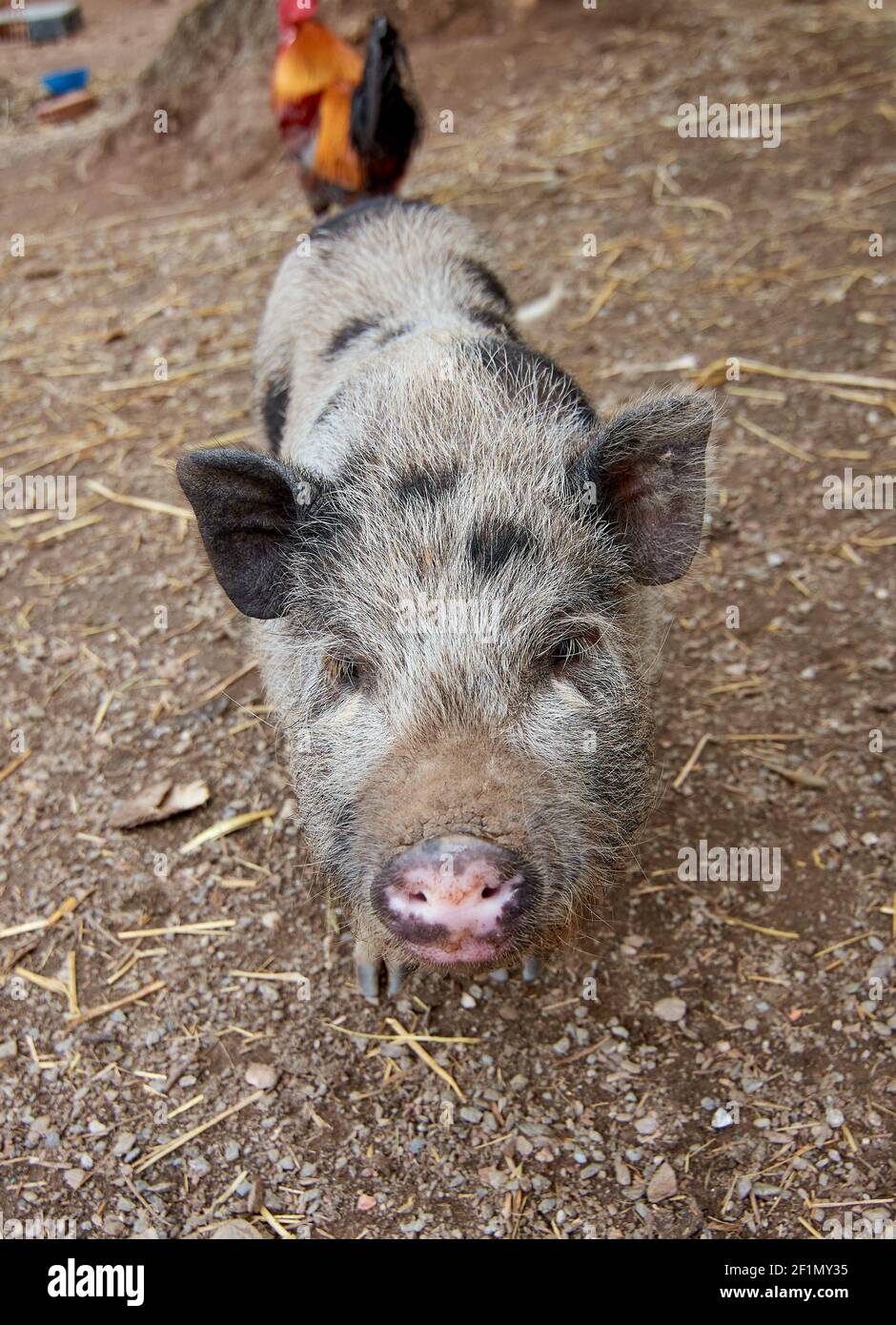 A vertical shot of a spotted pig in a farmland Stock Photo - Alamy