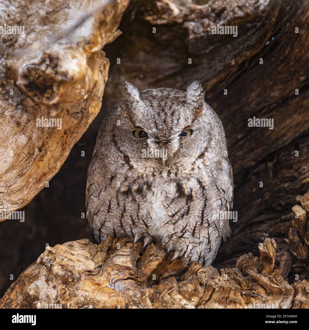 Grey morph Eastern screech owl roosting in tree cavity Stock Photo - Alamy
