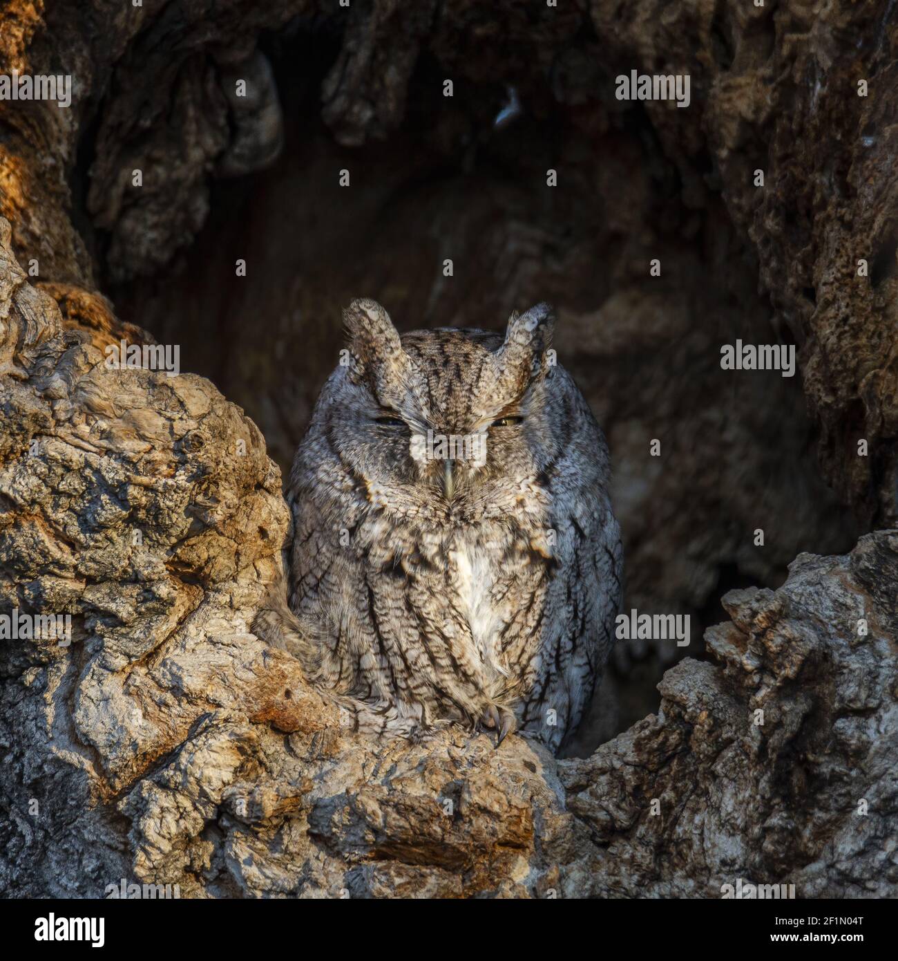 Grey morph Eastern screech owl roosting in tree cavity Stock Photo - Alamy