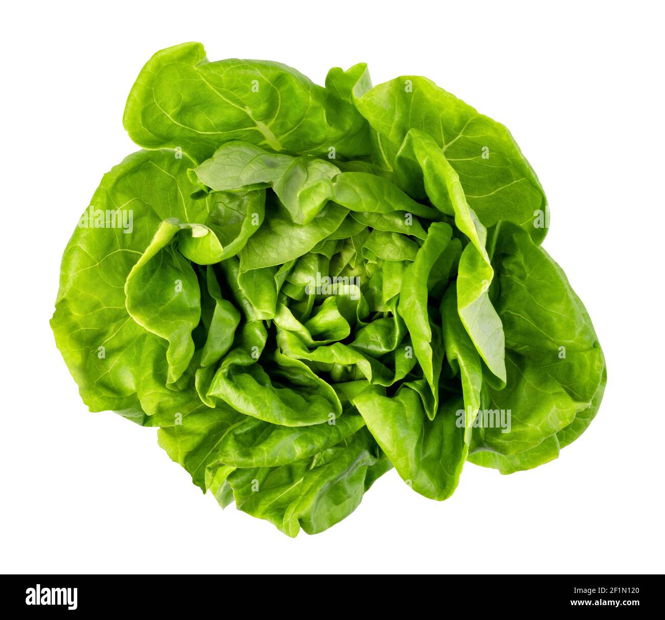 Green butter head hi-res stock photography and images - Alamy