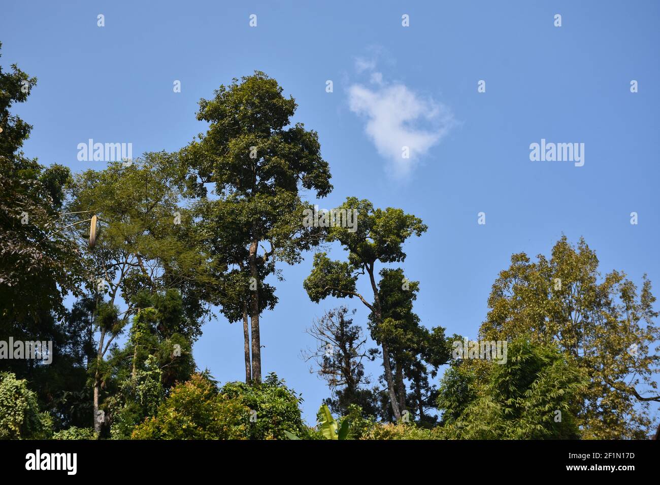 Beautiful Trees with bright blue cloudy sky Stock Photo - Alamy
