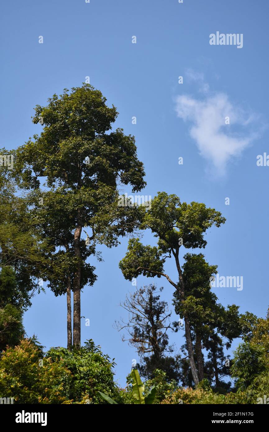 Beautiful Trees with bright blue cloudy sky Stock Photo - Alamy