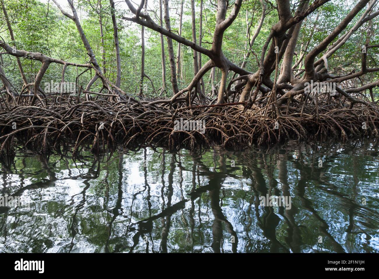 Mangrove Tree In Rainforest