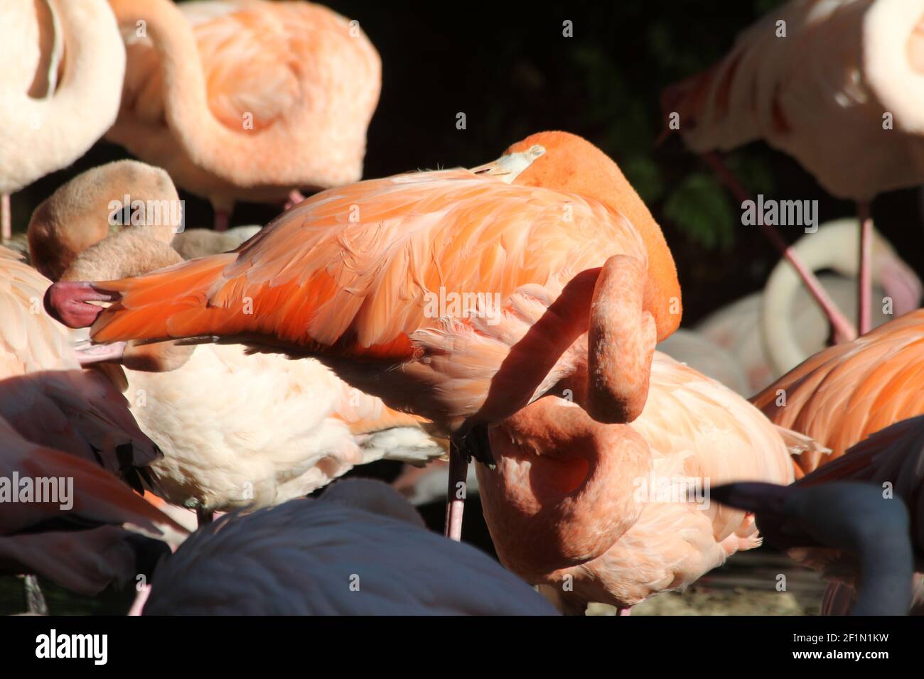 Roter vogel hi-res stock photography and images - Alamy