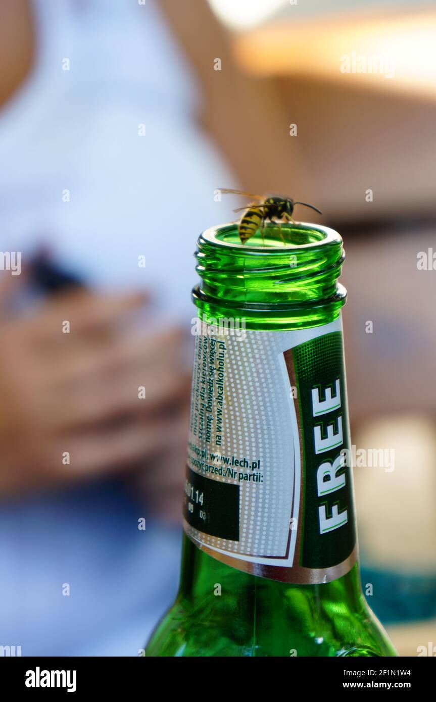 POZNAN, POLAND - Aug 25, 2013: Wasp sitting on bottle of Polish alcohol ...