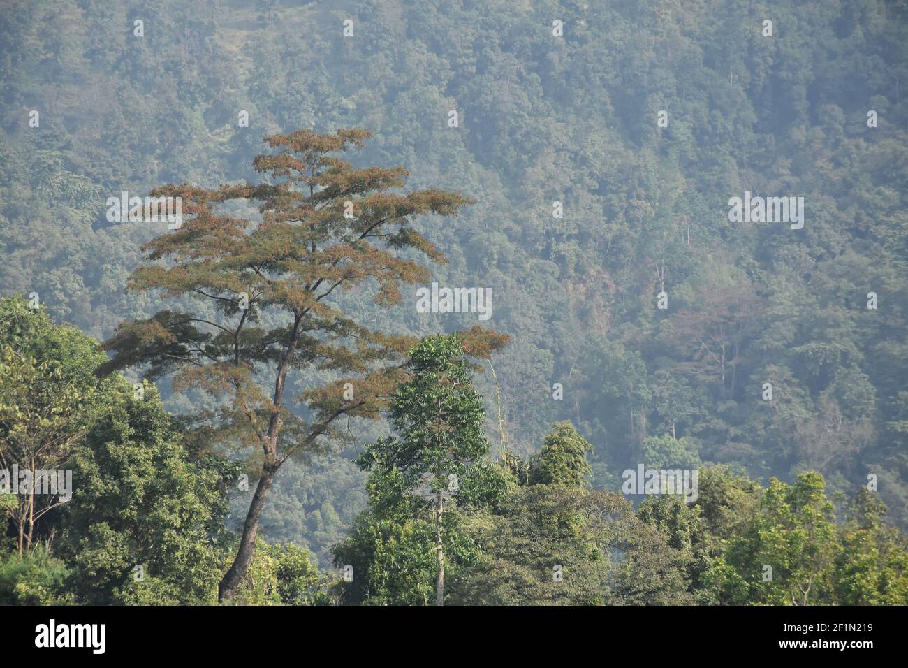 Trees in Himalayan Valley of Darjeeling Stock Photo - Alamy